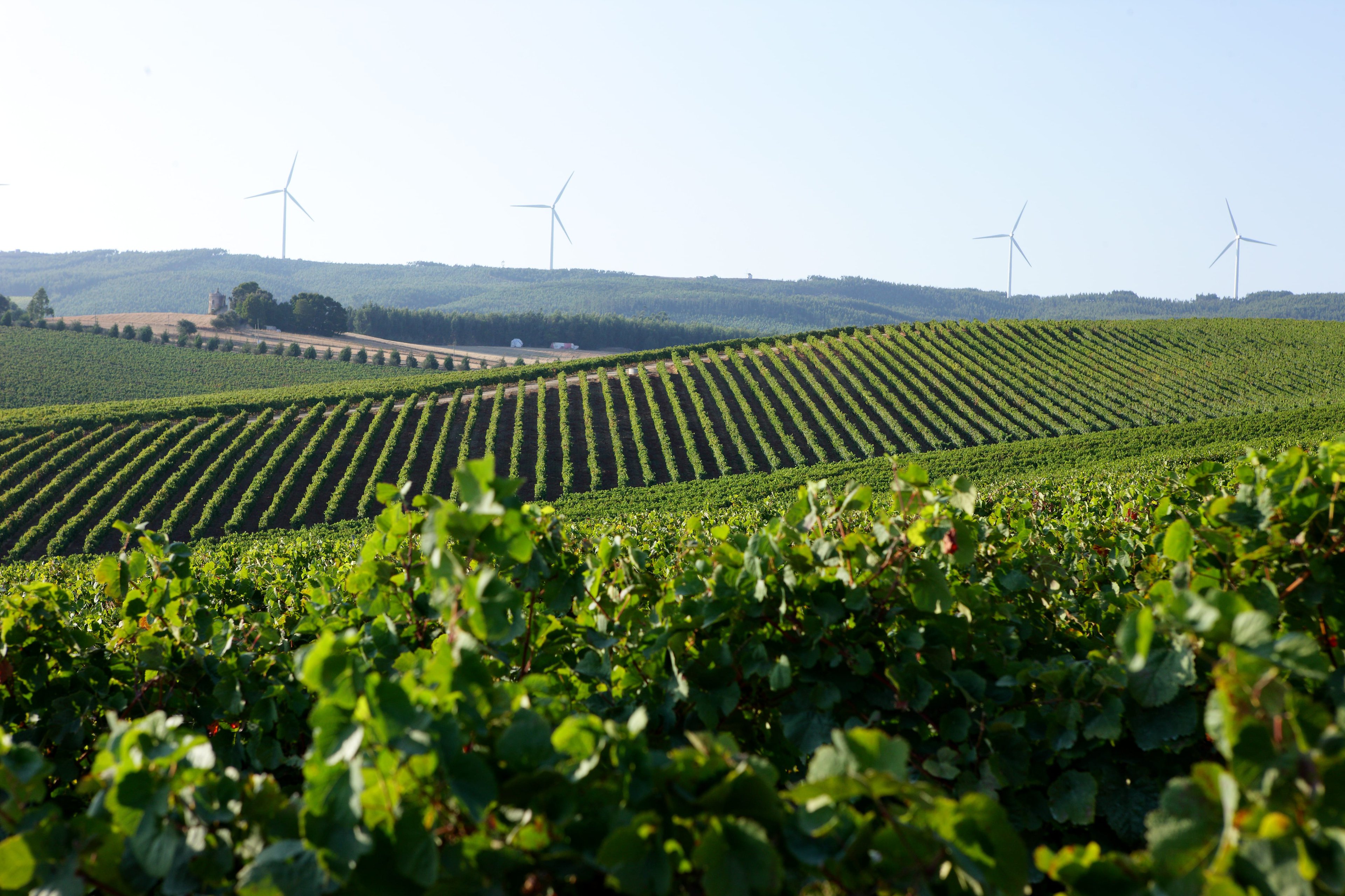 Lisboa - winesofportugal.com