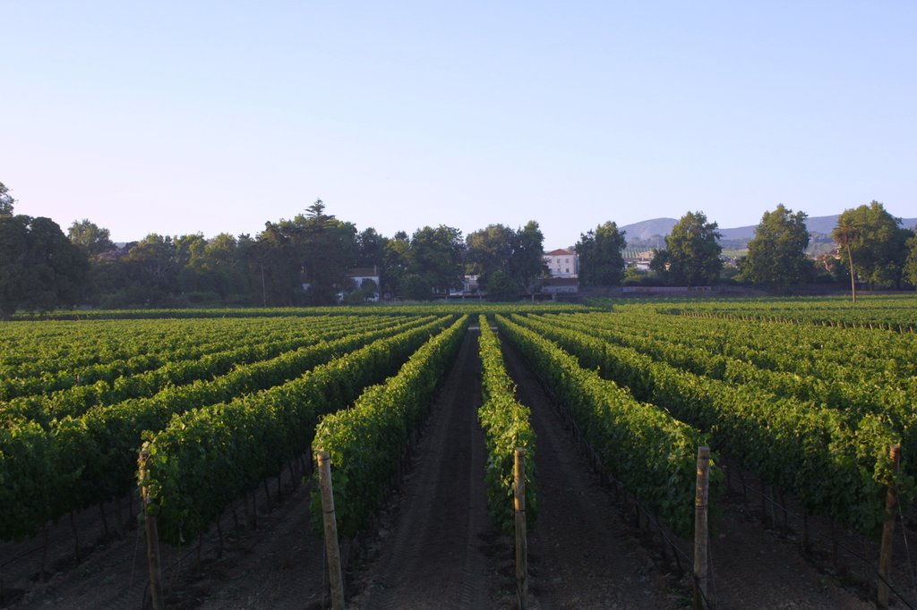 Península de Setúbal - winesofportugal.com