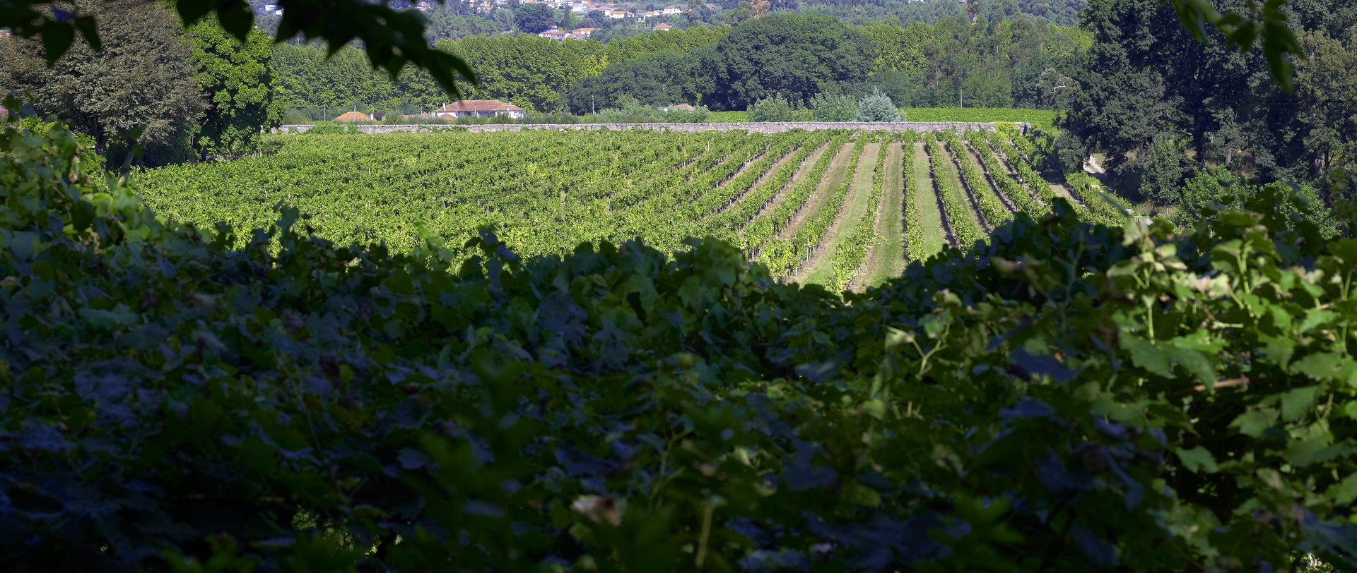Vinho Verde - winesofportugal.com